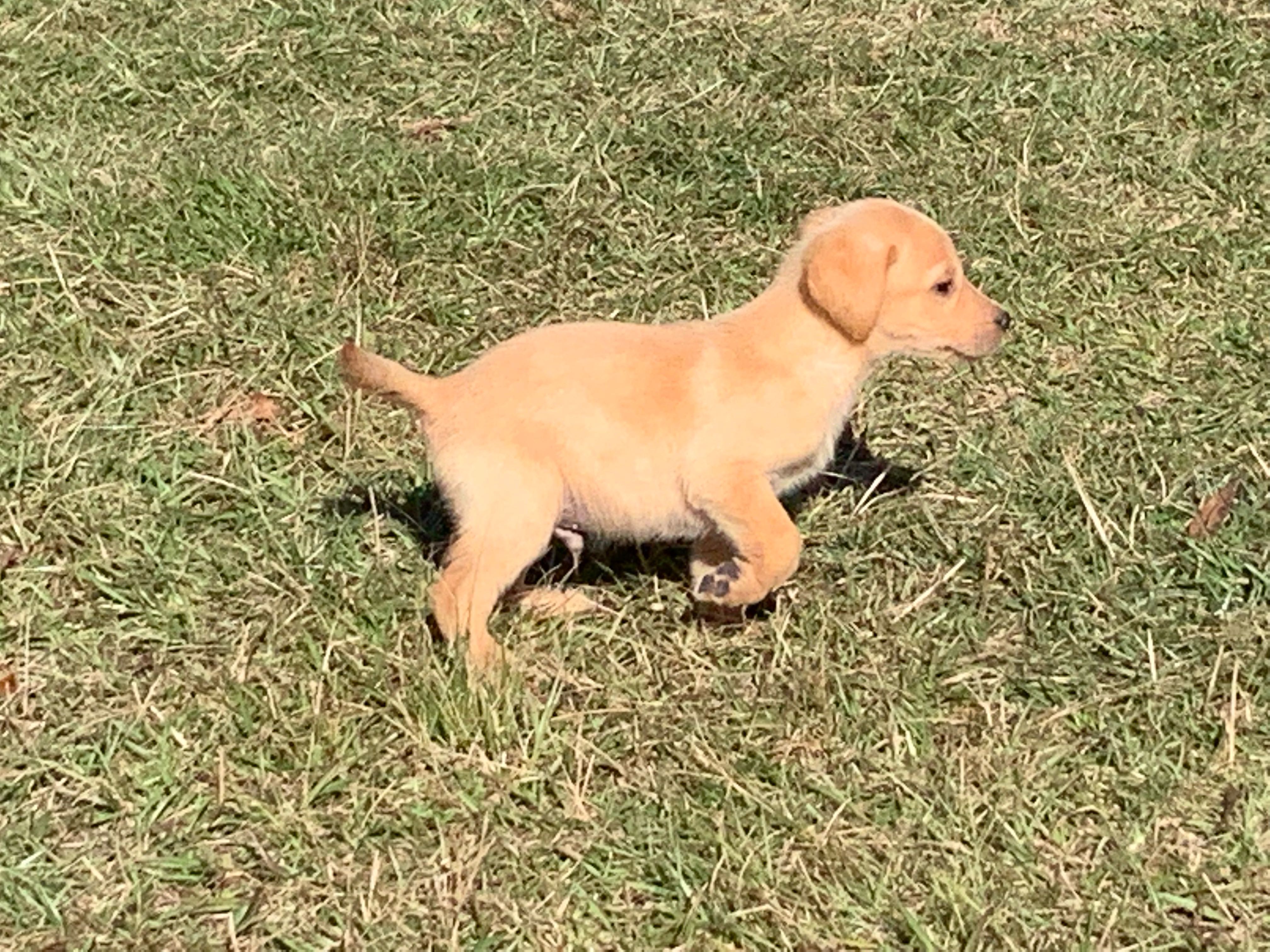 Copper – Ace's Retrievers