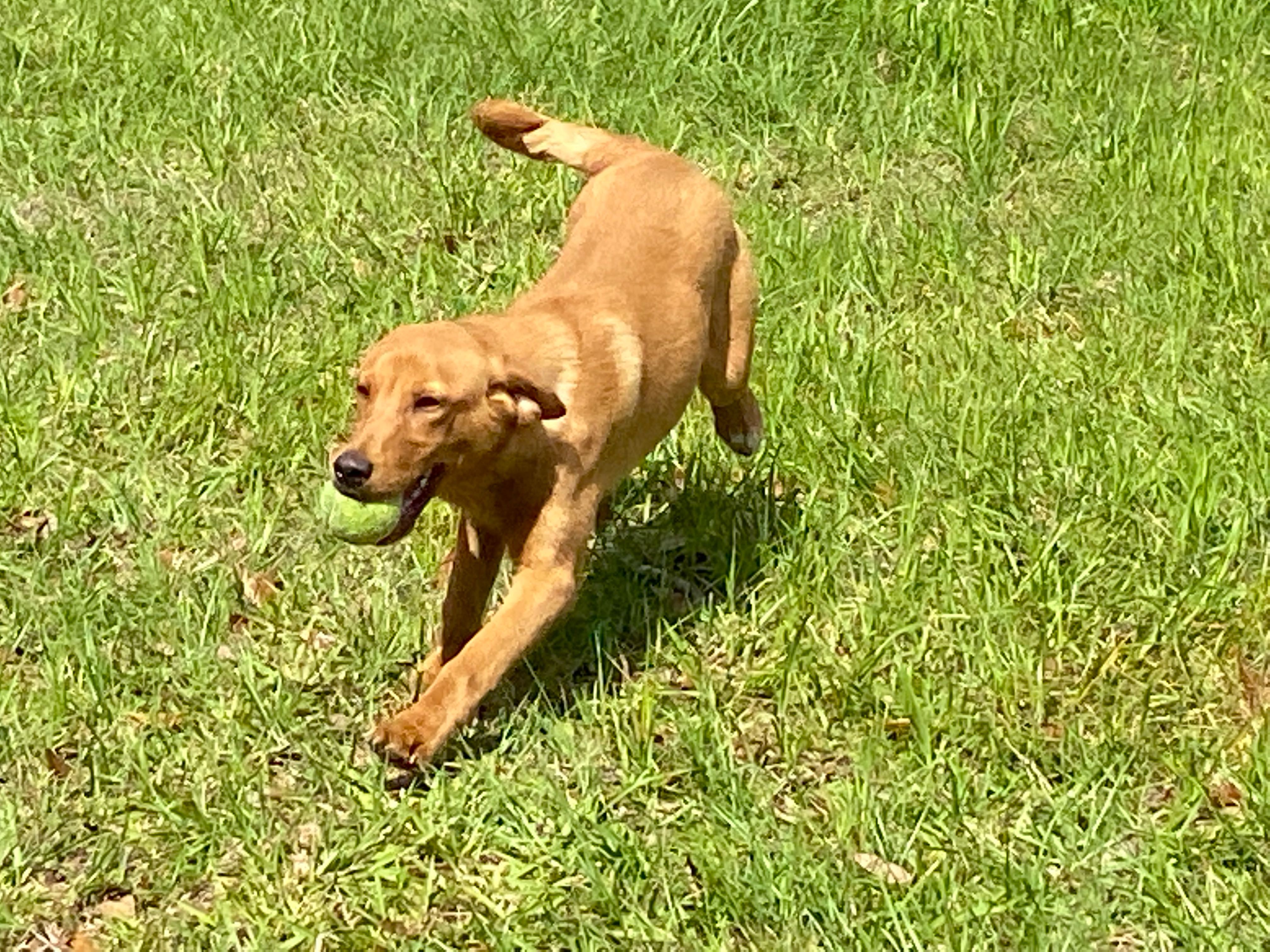 Ruby RED – Ace's Retrievers