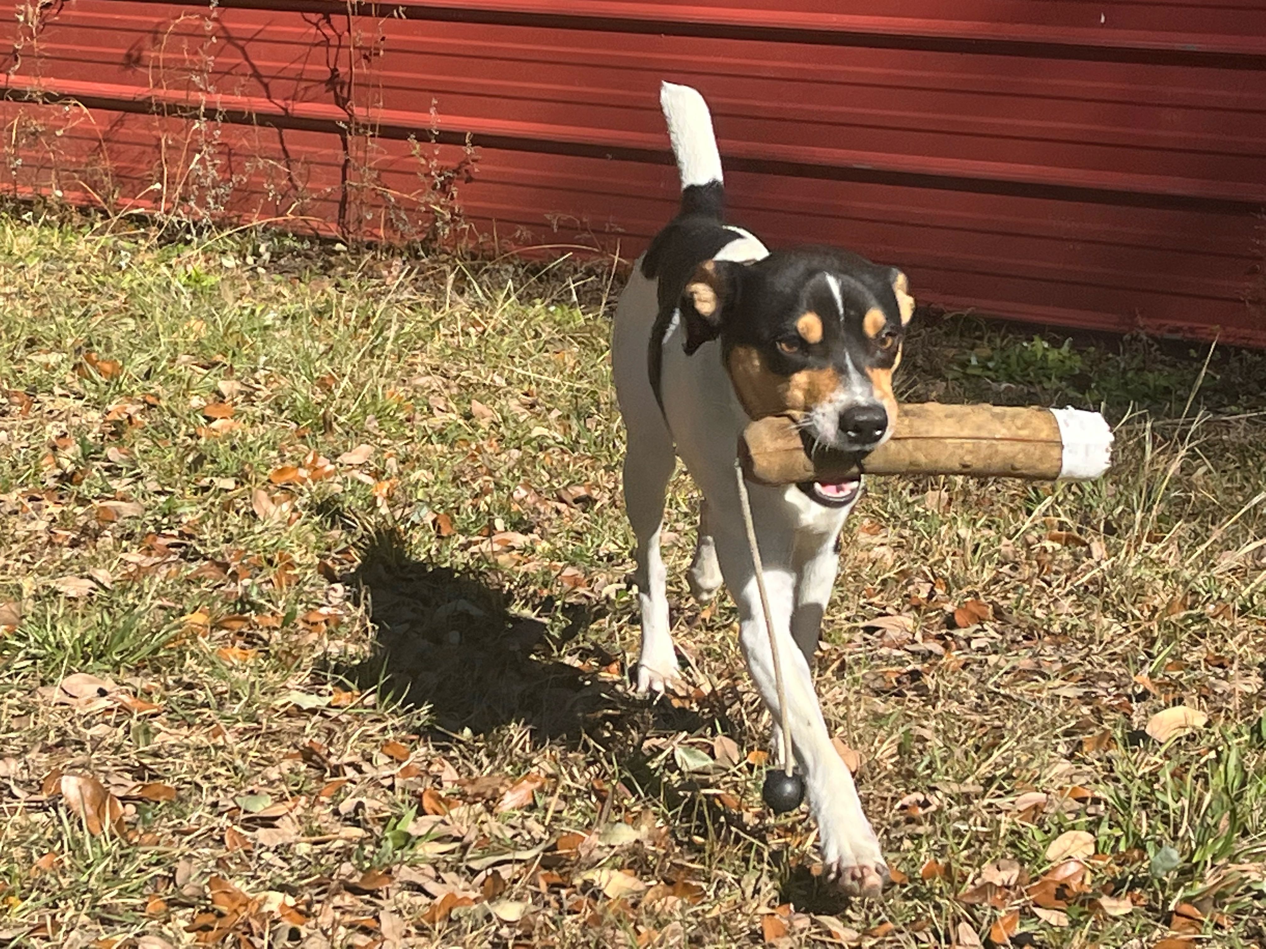 Rex Deaton – Ace's Retrievers