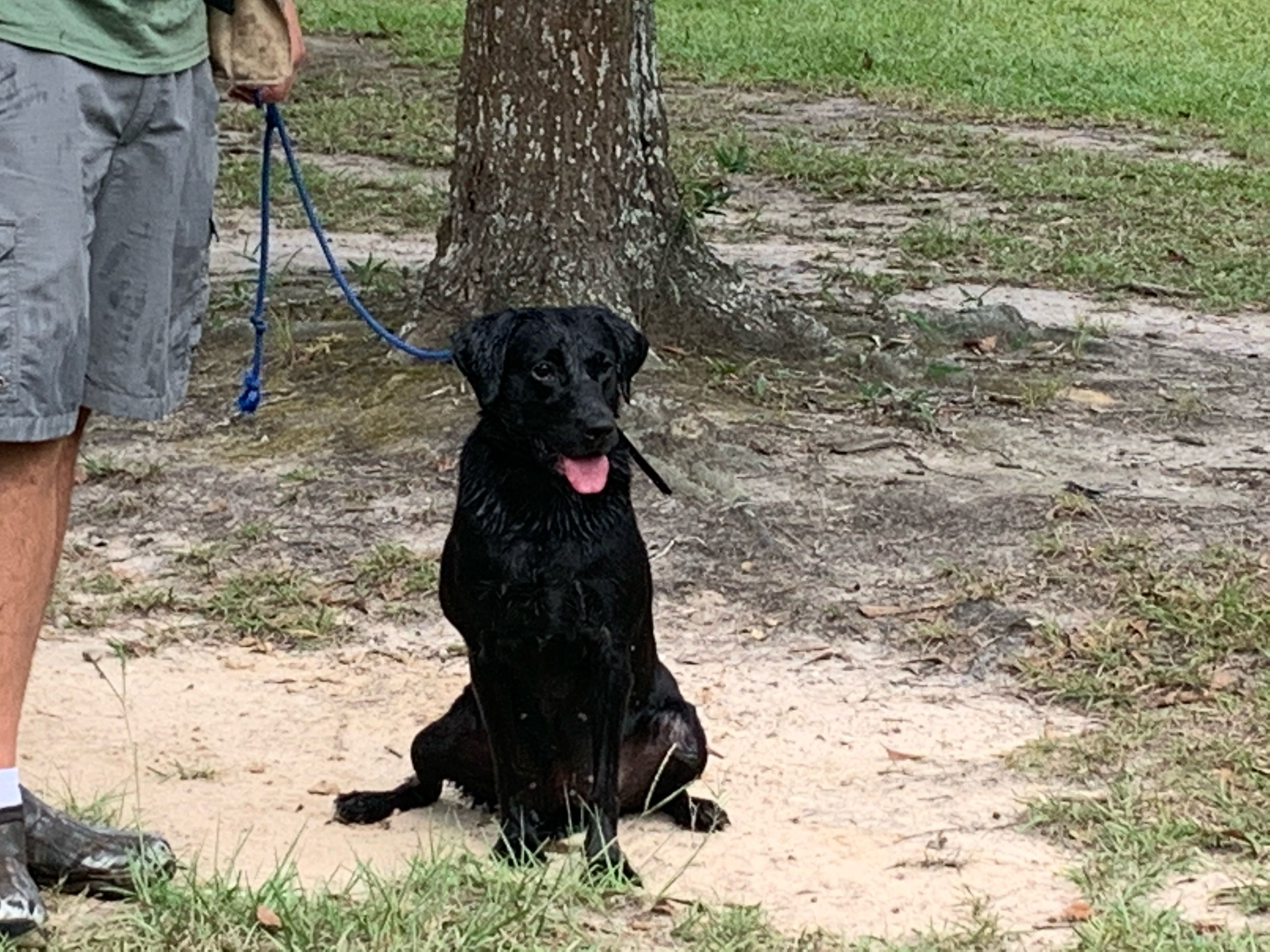 SAGE D – Ace's Retrievers