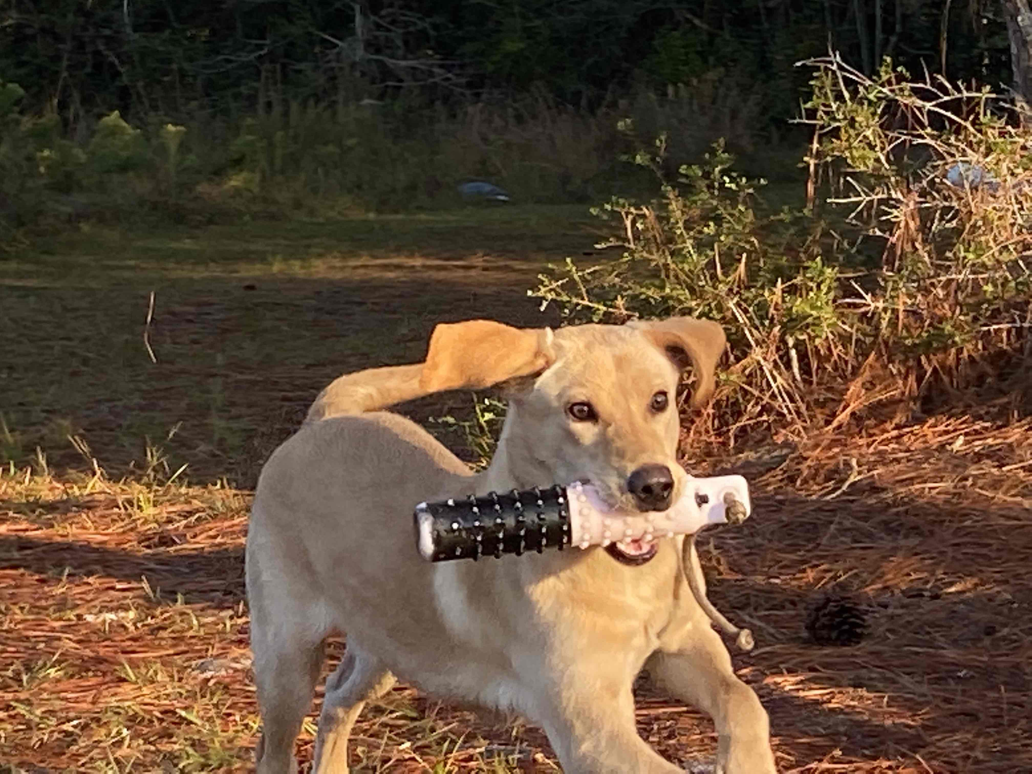 Talon 22 – Ace's Retrievers