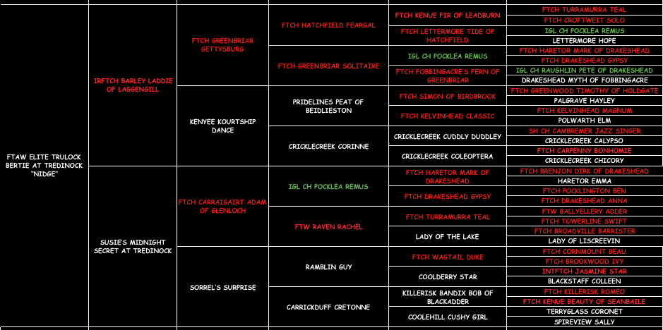 “NIDGE” - ELITE TRULOCK BERTIE - Ace's Retrievers