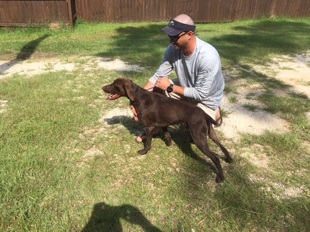 Buck Randall - Ace's Retrievers