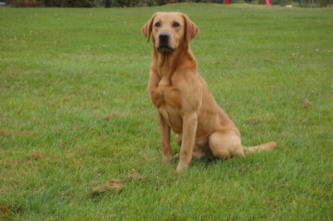 Ike, Finished Dog - Ace's Retrievers