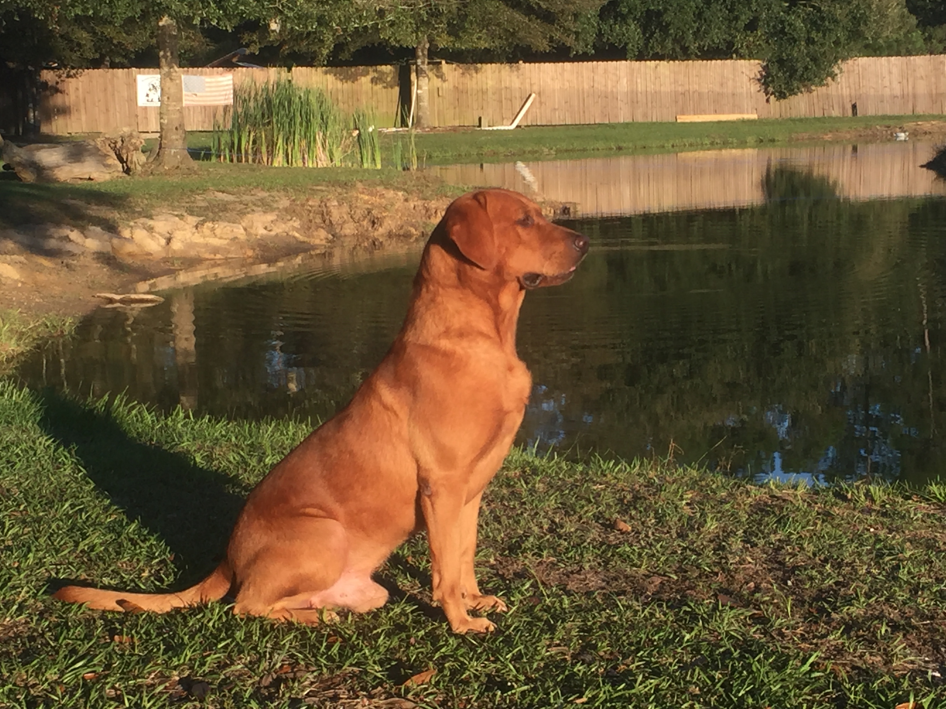 Mick, Finished Dog 17 – Ace's Retrievers