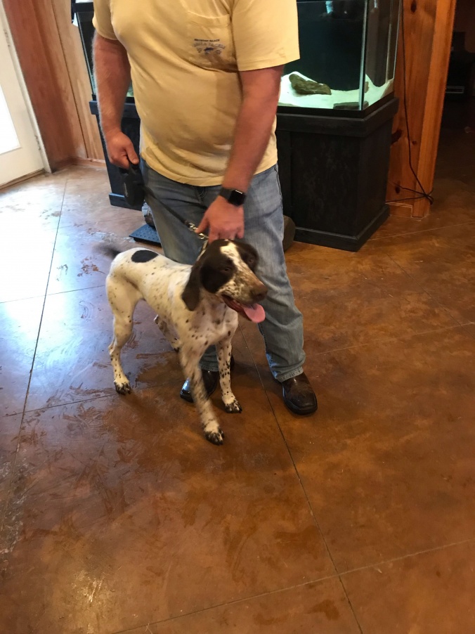 Drake Flowers – Ace's Retrievers