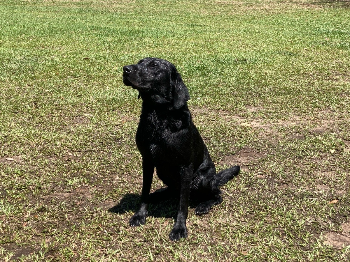 Rex Feringa – Ace's Retrievers