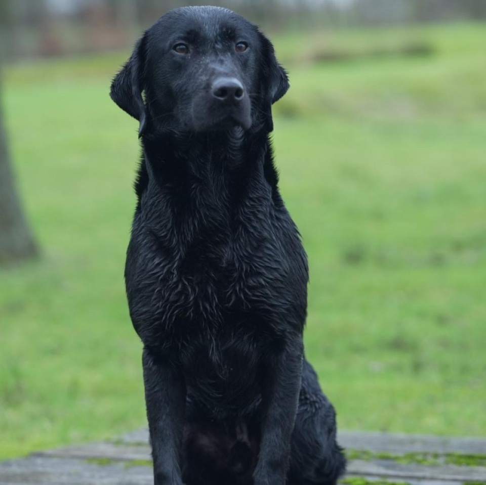 Brood Dogs - Ace's Retrievers