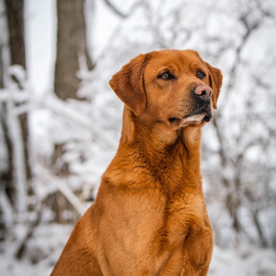 Brood Dogs – Ace's Retrievers