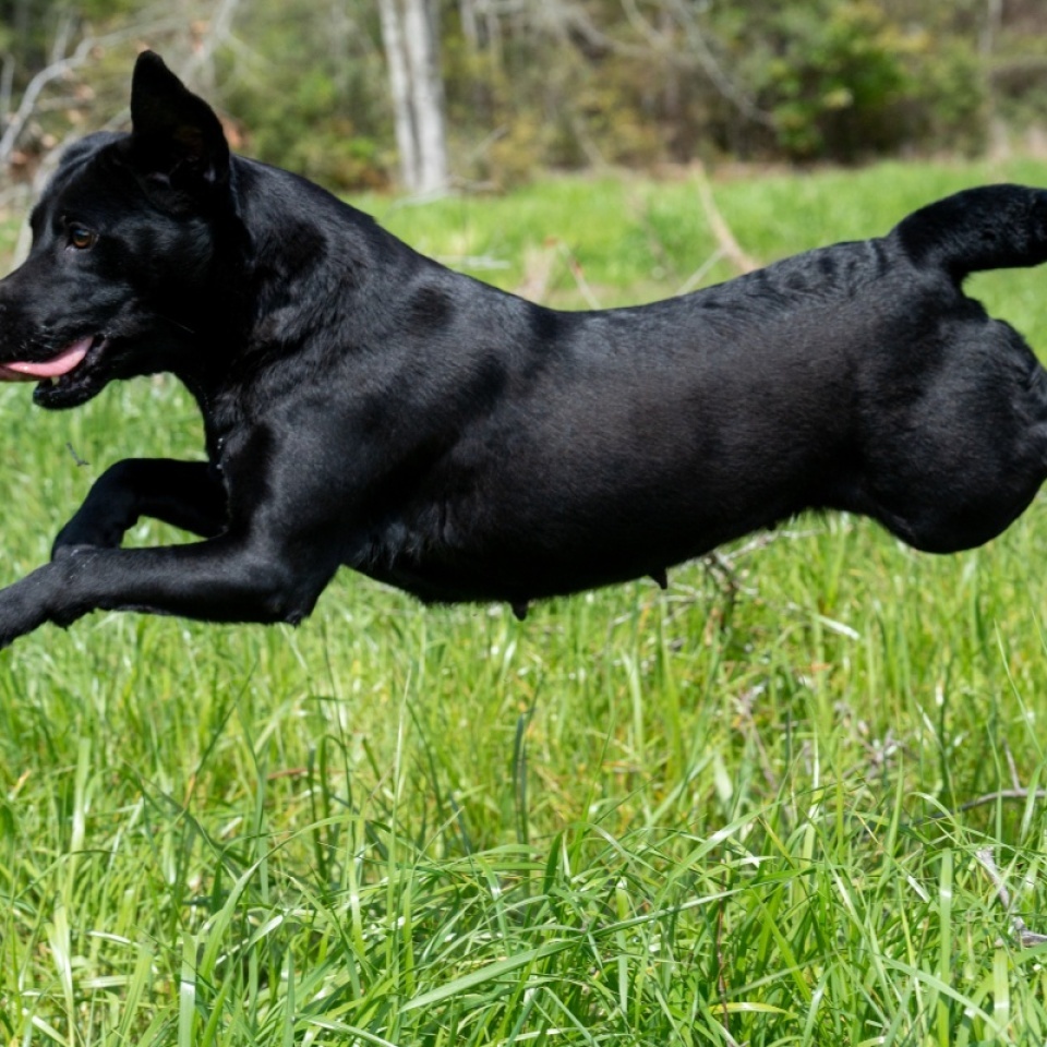 Brood Dogs – Ace's Retrievers