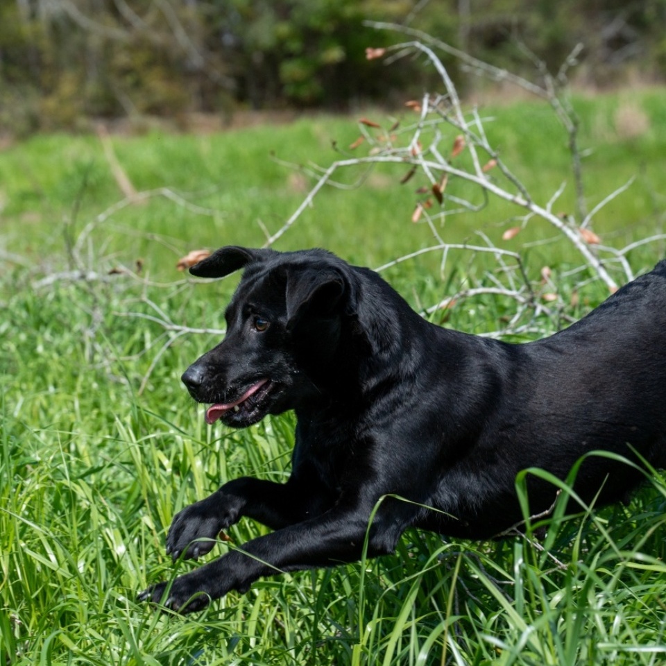 Brood Dogs – Ace's Retrievers