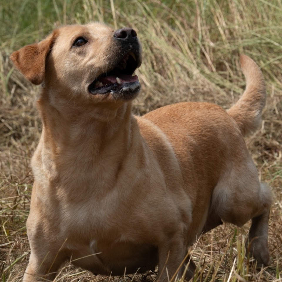 Brood Dogs – Ace's Retrievers