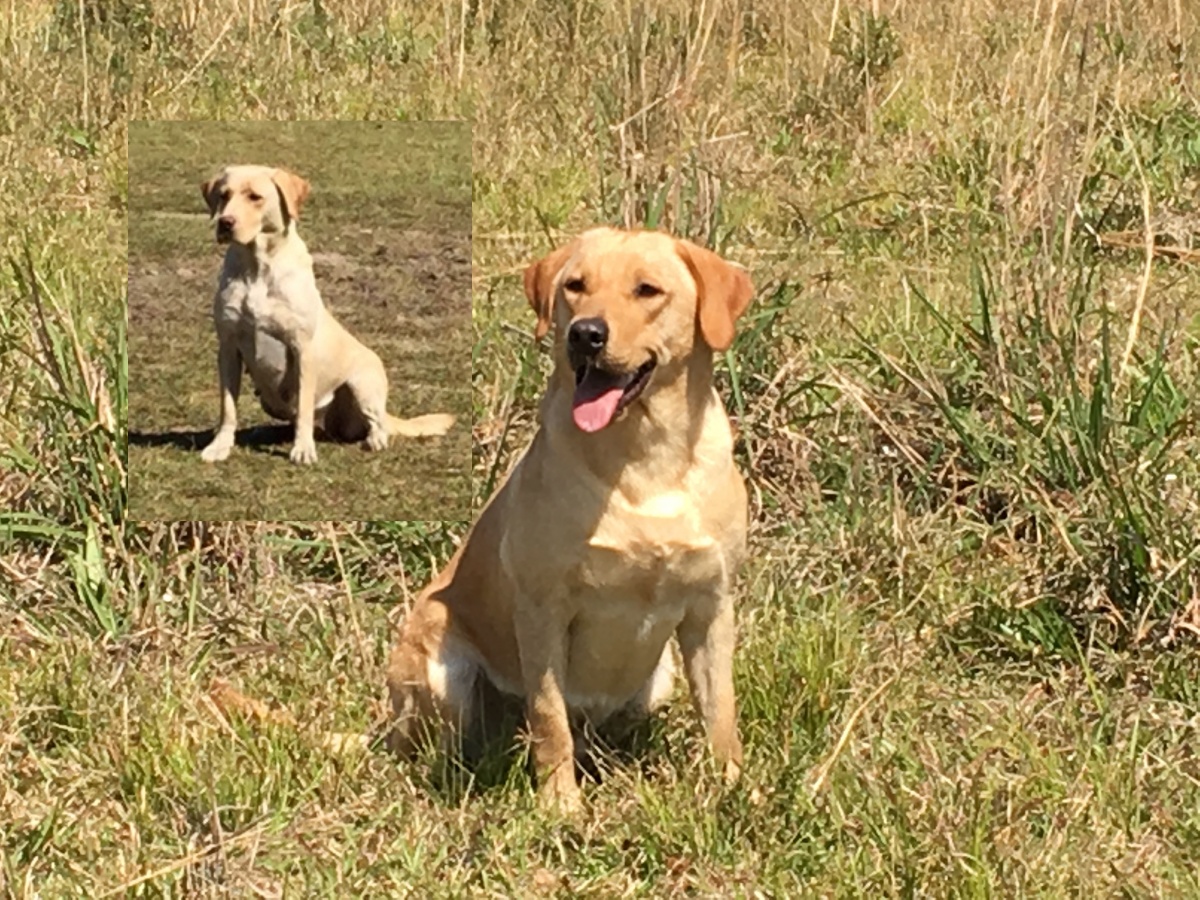 Dogs Archives – Ace's Retrievers