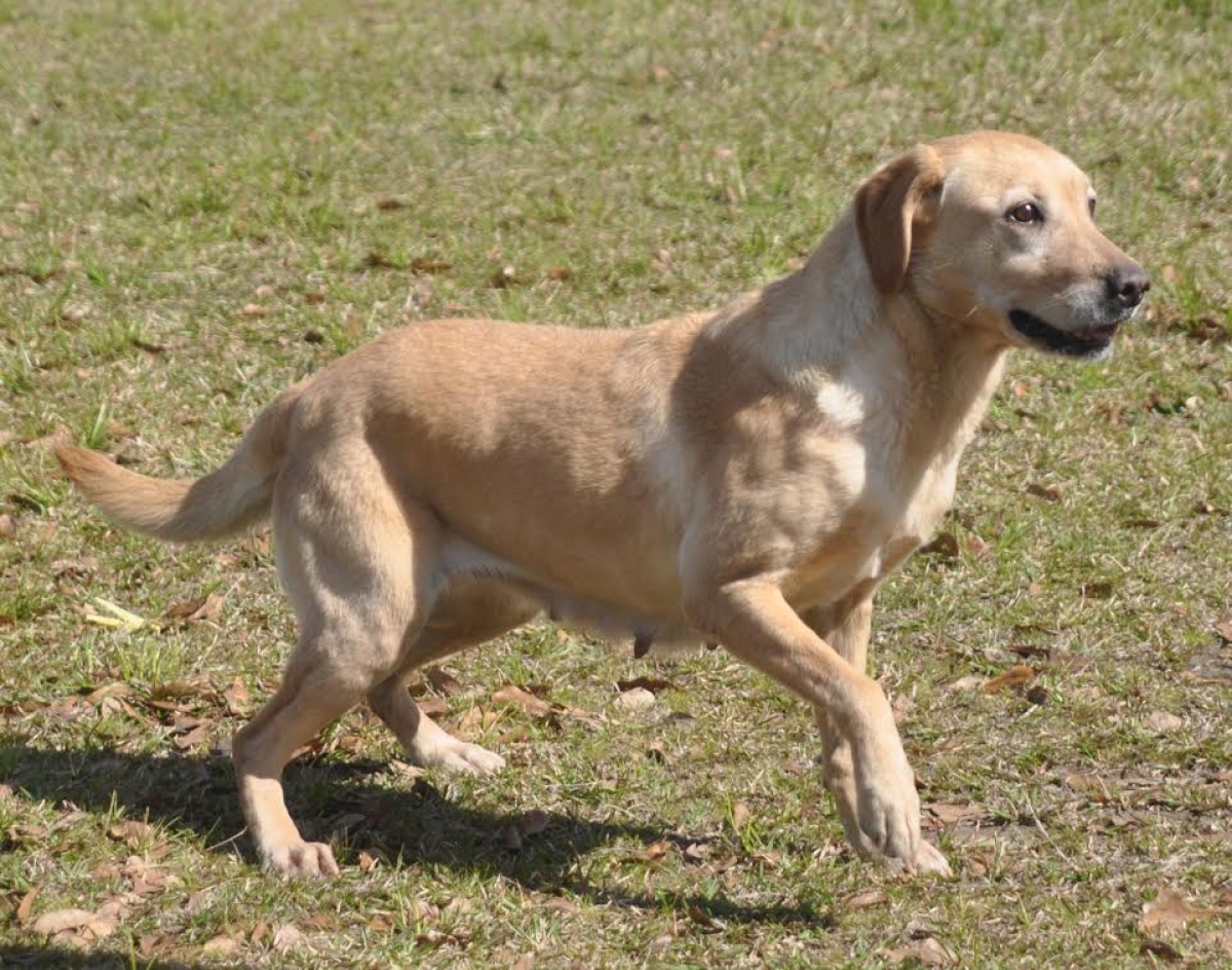 “SANDY” - ELITE ACE'S BLEND OF SPICES – Ace's Retrievers