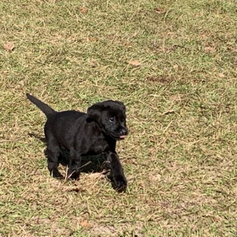 Brood Dogs – Ace's Retrievers