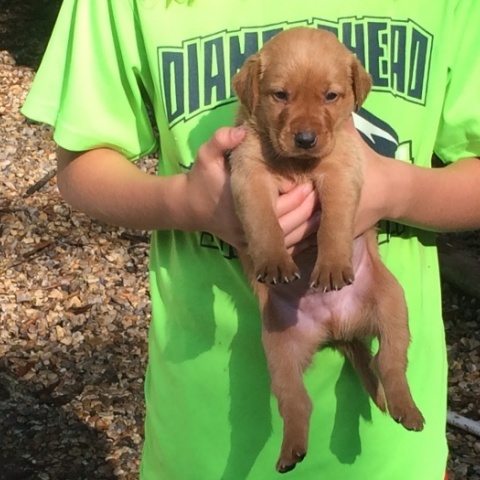 Dogs – Ace's Retrievers