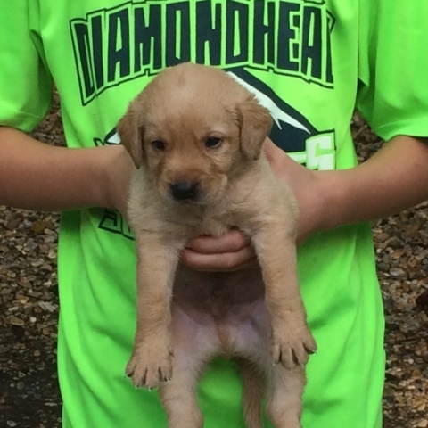 Dogs – Ace's Retrievers