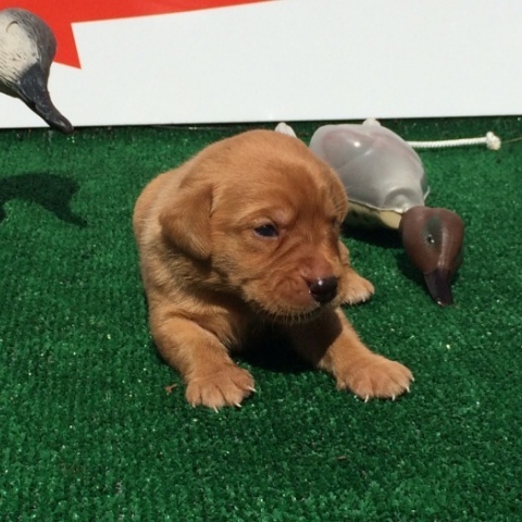 Dogs – Ace's Retrievers