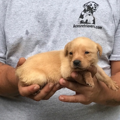 Dogs – Ace's Retrievers